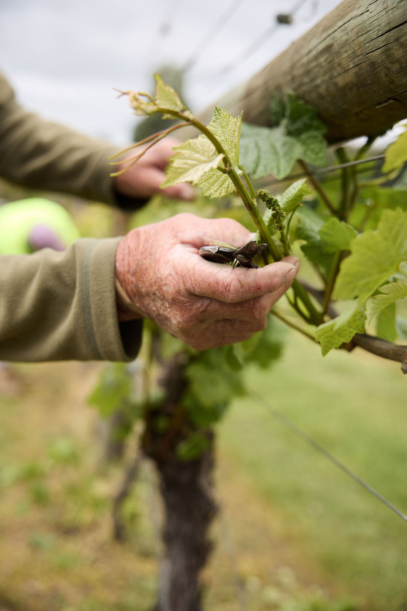 About Vélo Wines | 50 Years of Tamar Valley Winemaking – Velo Wines